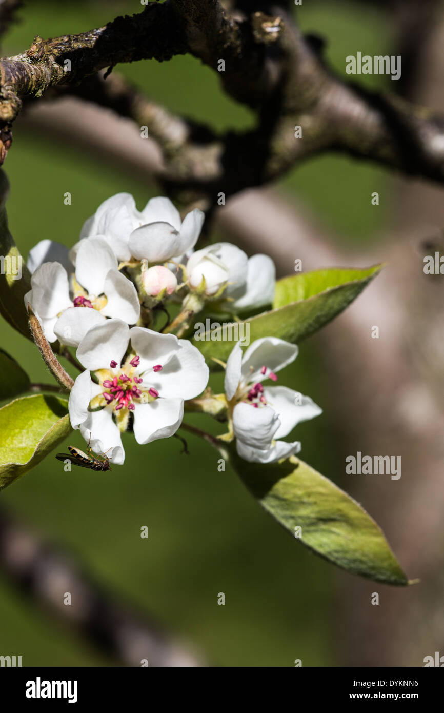 Plymouth pear flower (Pyrus, cordata) in spring sunshine Stock Photo ...