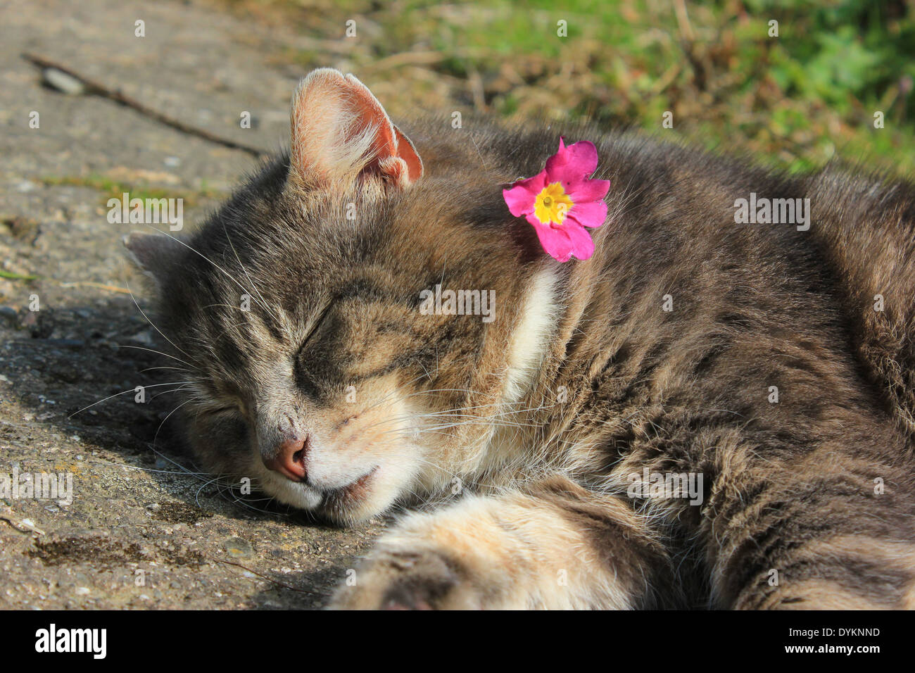 The primrose path hi-res stock photography and images - Alamy