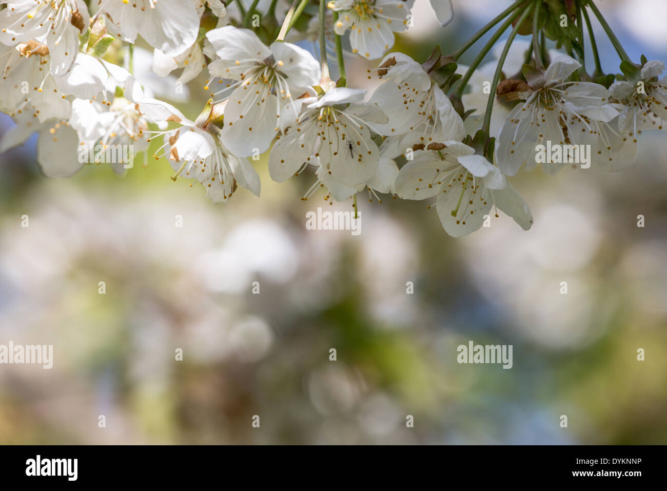 Plymouth pear flower (Pyrus, cordata) in spring sunshine Stock Photo ...