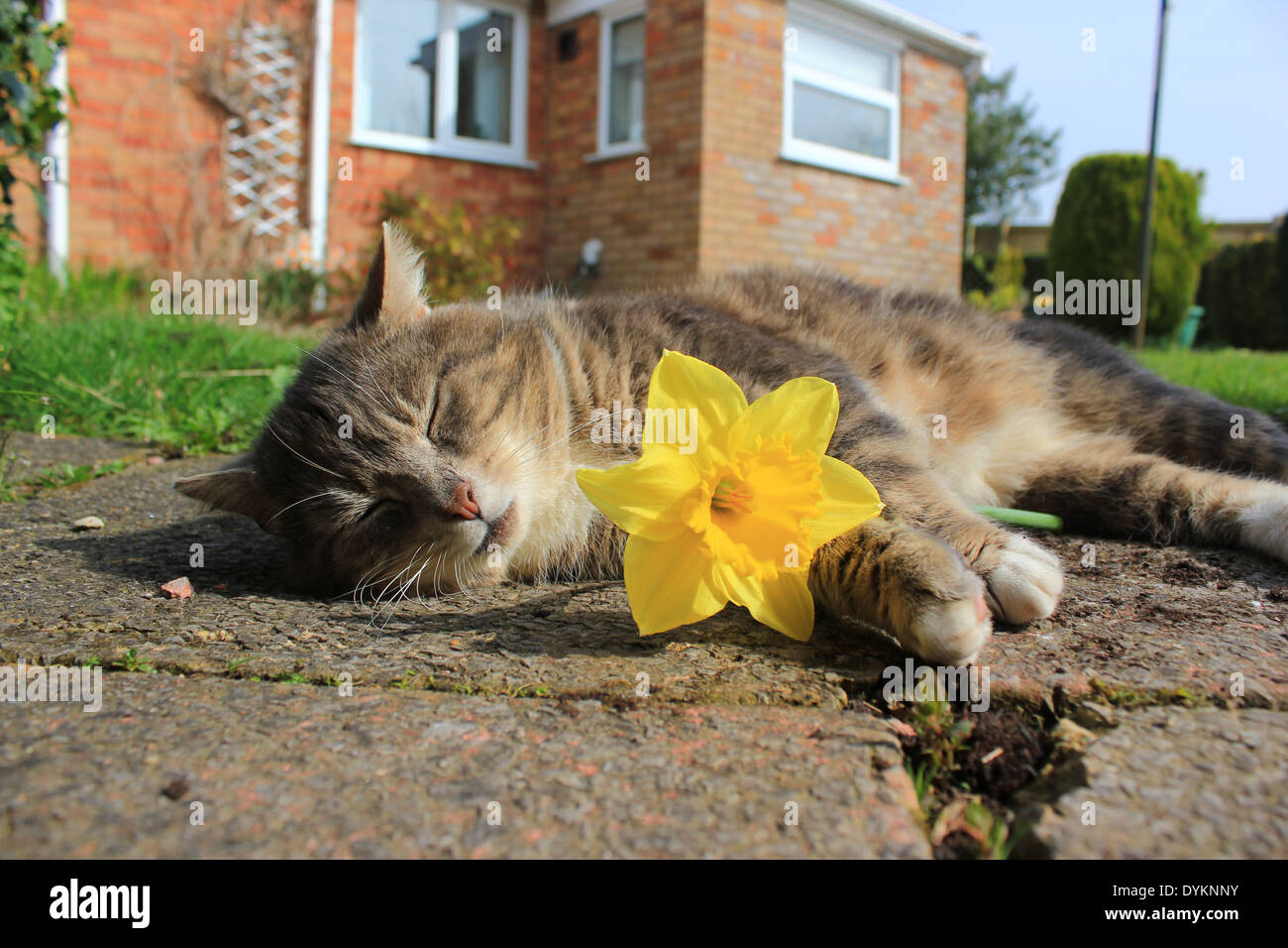 Tabby cat holding daffodil Stock Photo - Alamy