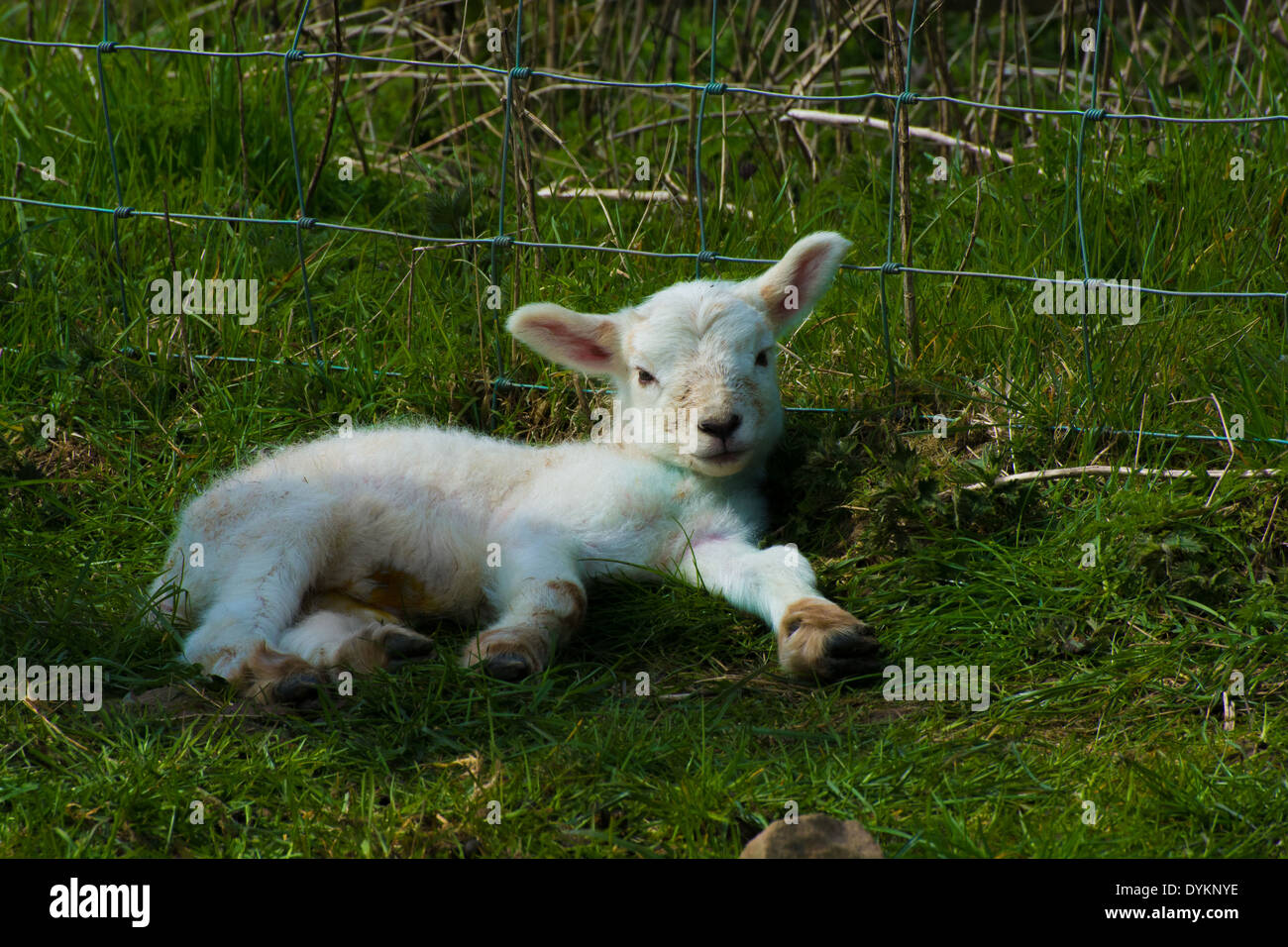 Newborn spring lamb hi-res stock photography and images - Alamy