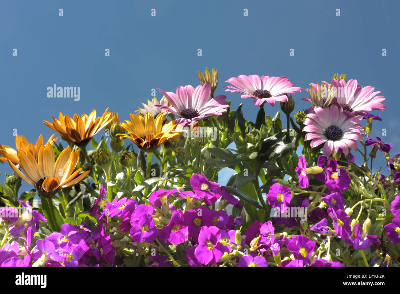 Beautiful spring flowers with a blue sky background Stock Photo - Alamy