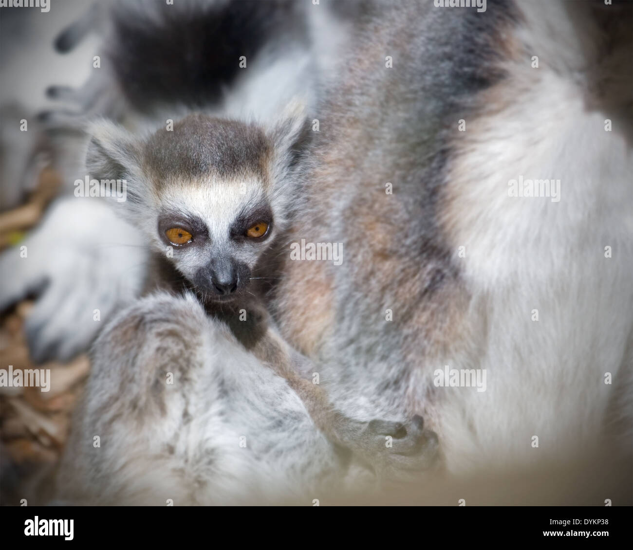 Baby lemur hi-res stock photography and images - Alamy