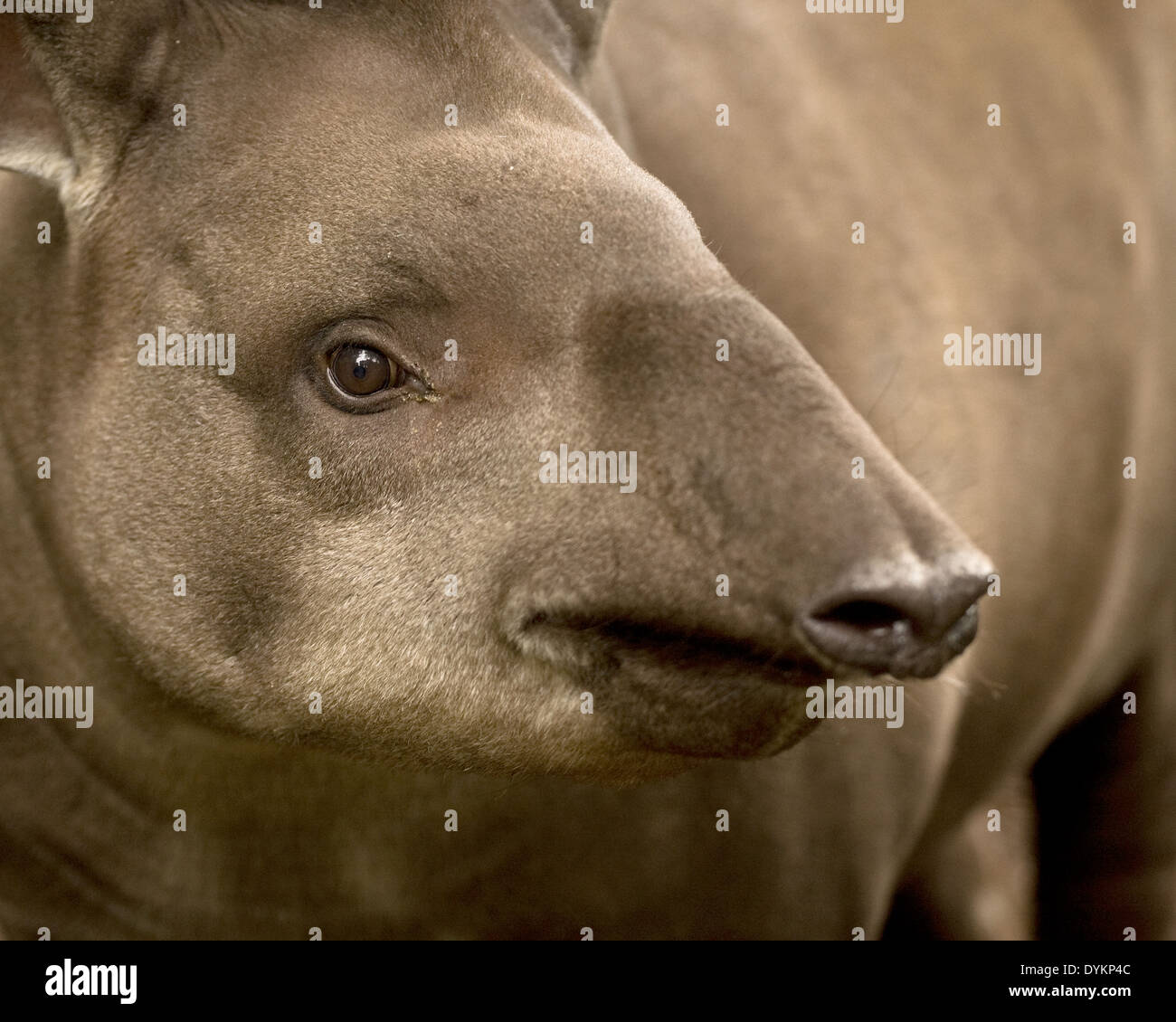 Tapir close up hi-res stock photography and images - Alamy