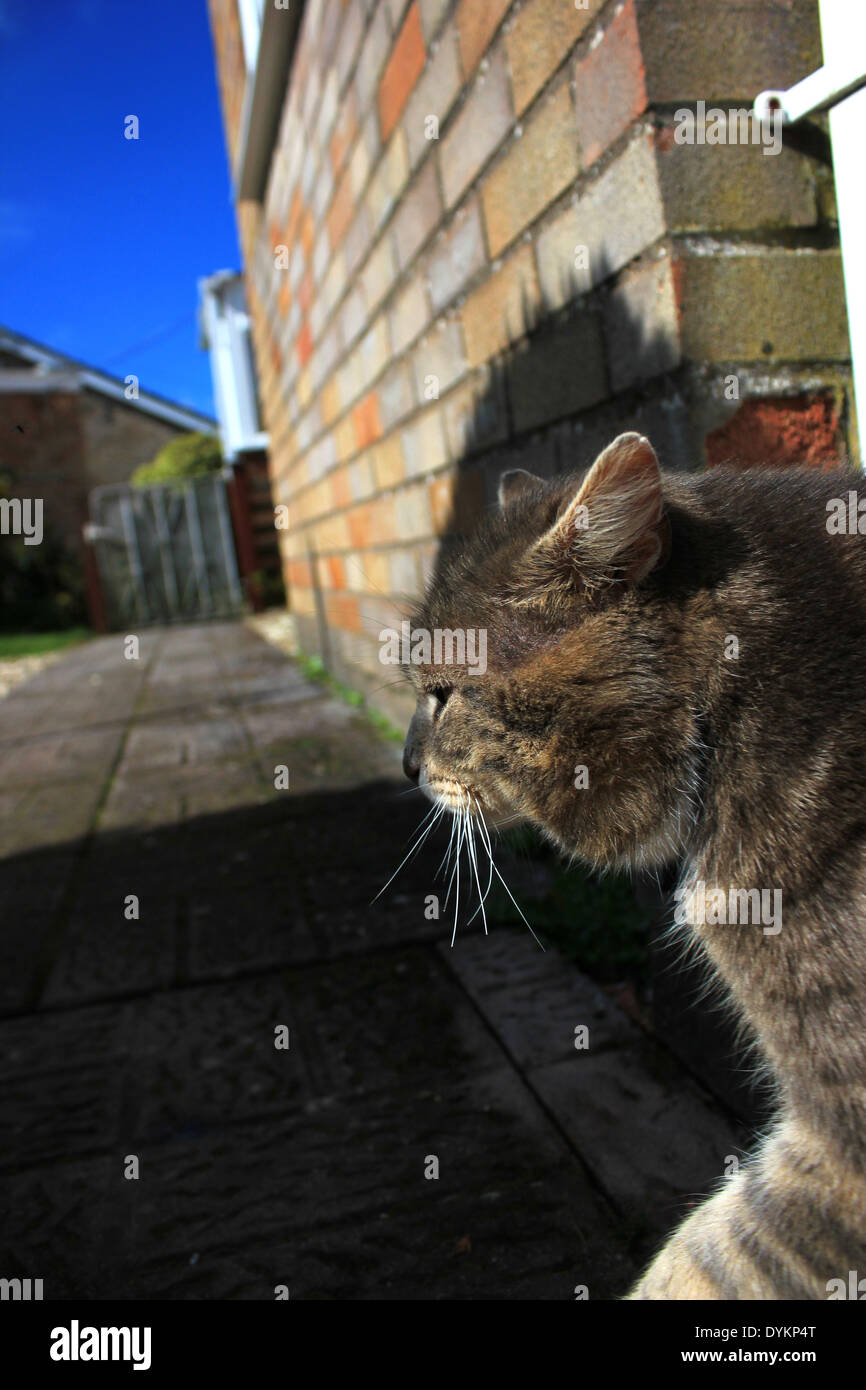 Tabby cat walking hi-res stock photography and images - Alamy