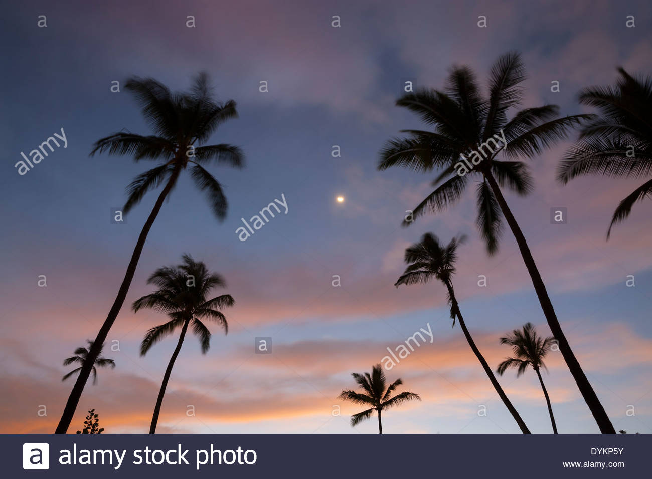 Cocos Nucifera Coconut Palm Tree High Resolution Stock Photography and ...