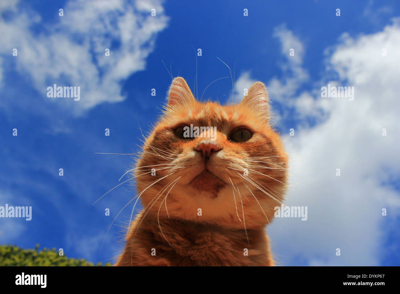 Ginger blue hi-res stock photography and images - Alamy