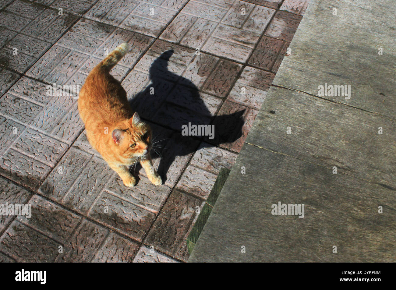 Jumping table hi-res stock photography and images - Alamy