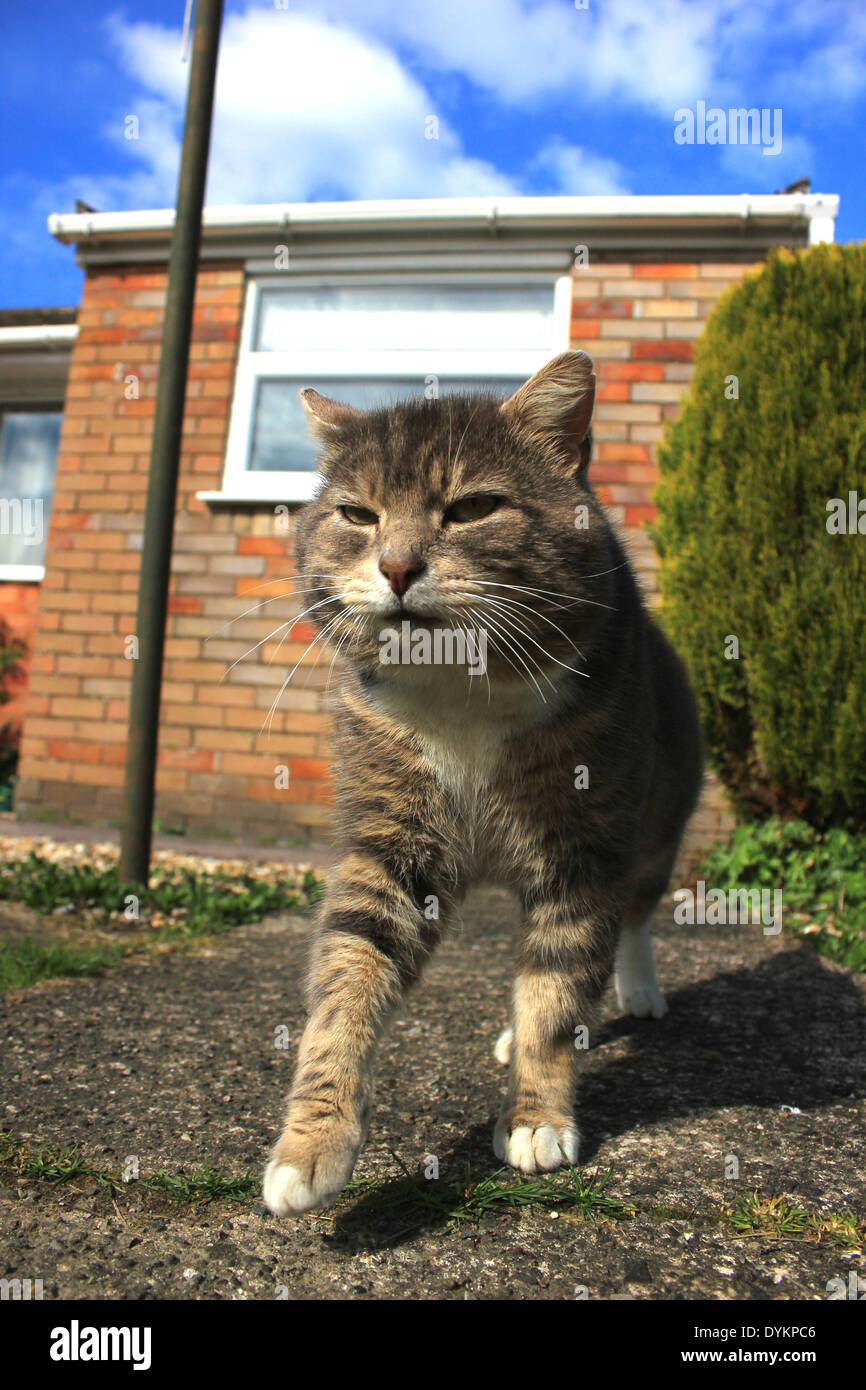 Tabby cat walking on garden path Stock Photo - Alamy