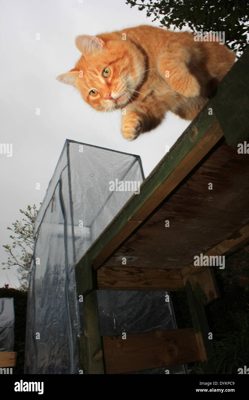 Ginger cat jumping off garden table Stock Photo - Alamy