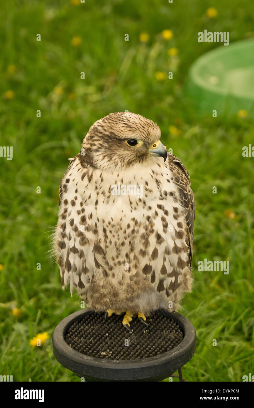 Hawk on display hi-res stock photography and images - Alamy