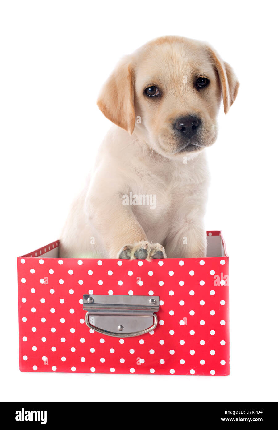 purebred puppy labrador retriever and box in a studio Stock Photo - Alamy
