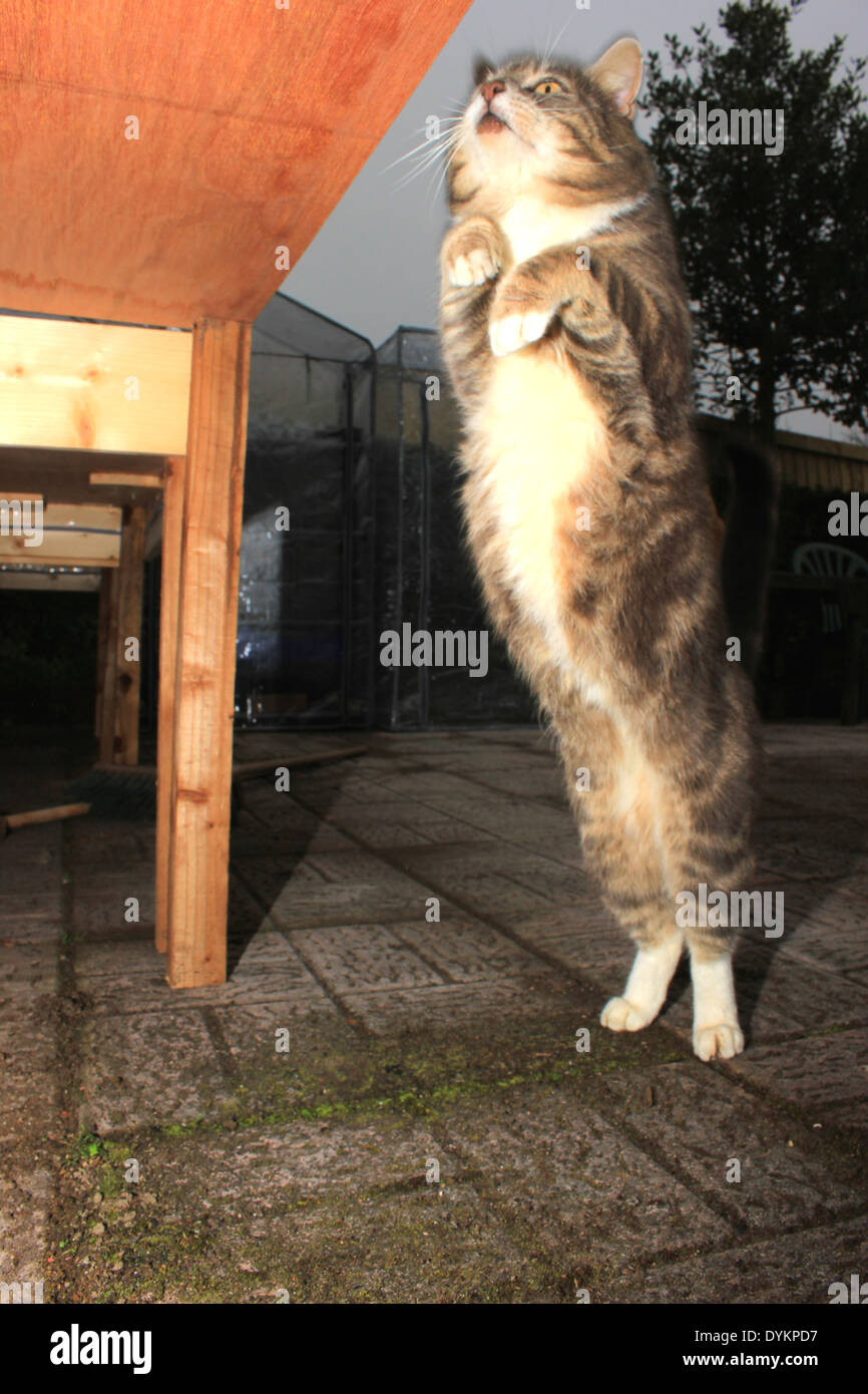 Tabby cat jumping onto garden table Stock Photo - Alamy