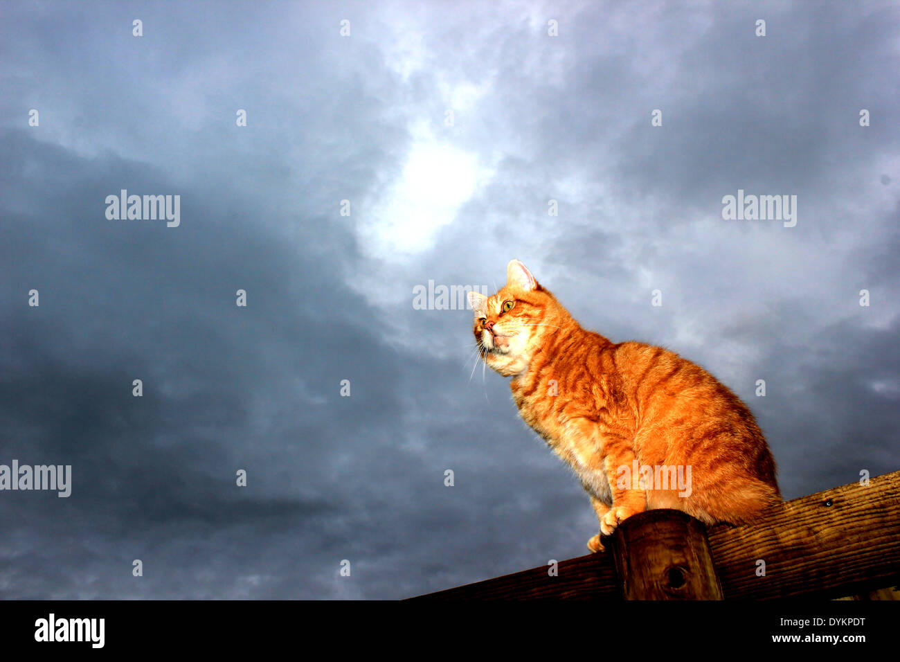 Ginger cat sat on garden fence with dark clouds Stock Photo - Alamy