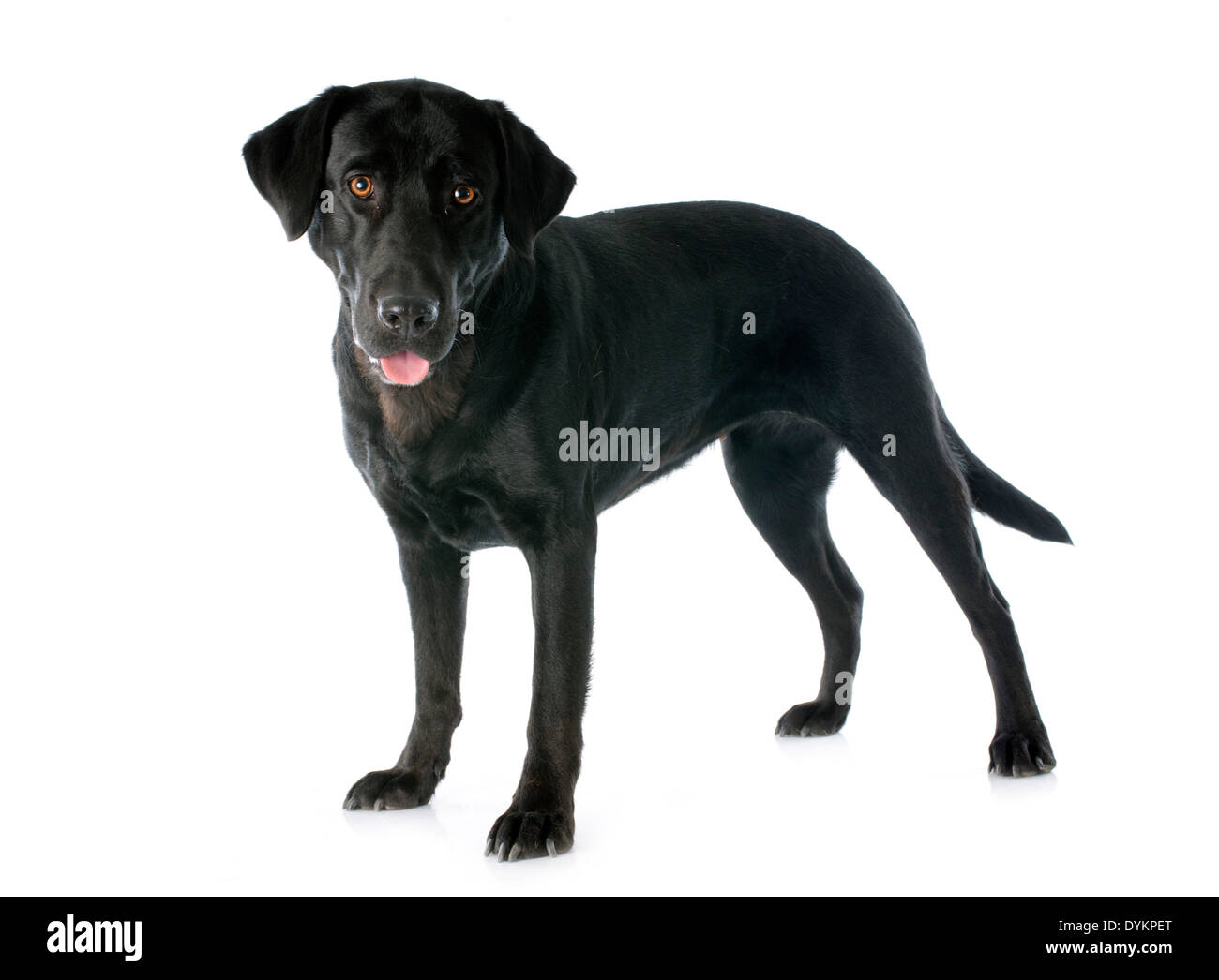 purebred labrador retriever in front of a white background Stock Photo ...