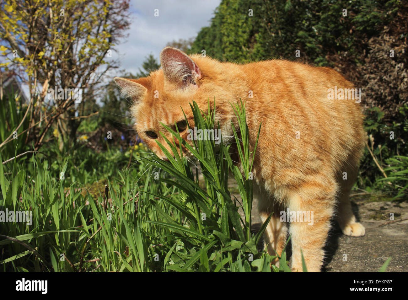 Cat hunting garden hi-res stock photography and images - Alamy