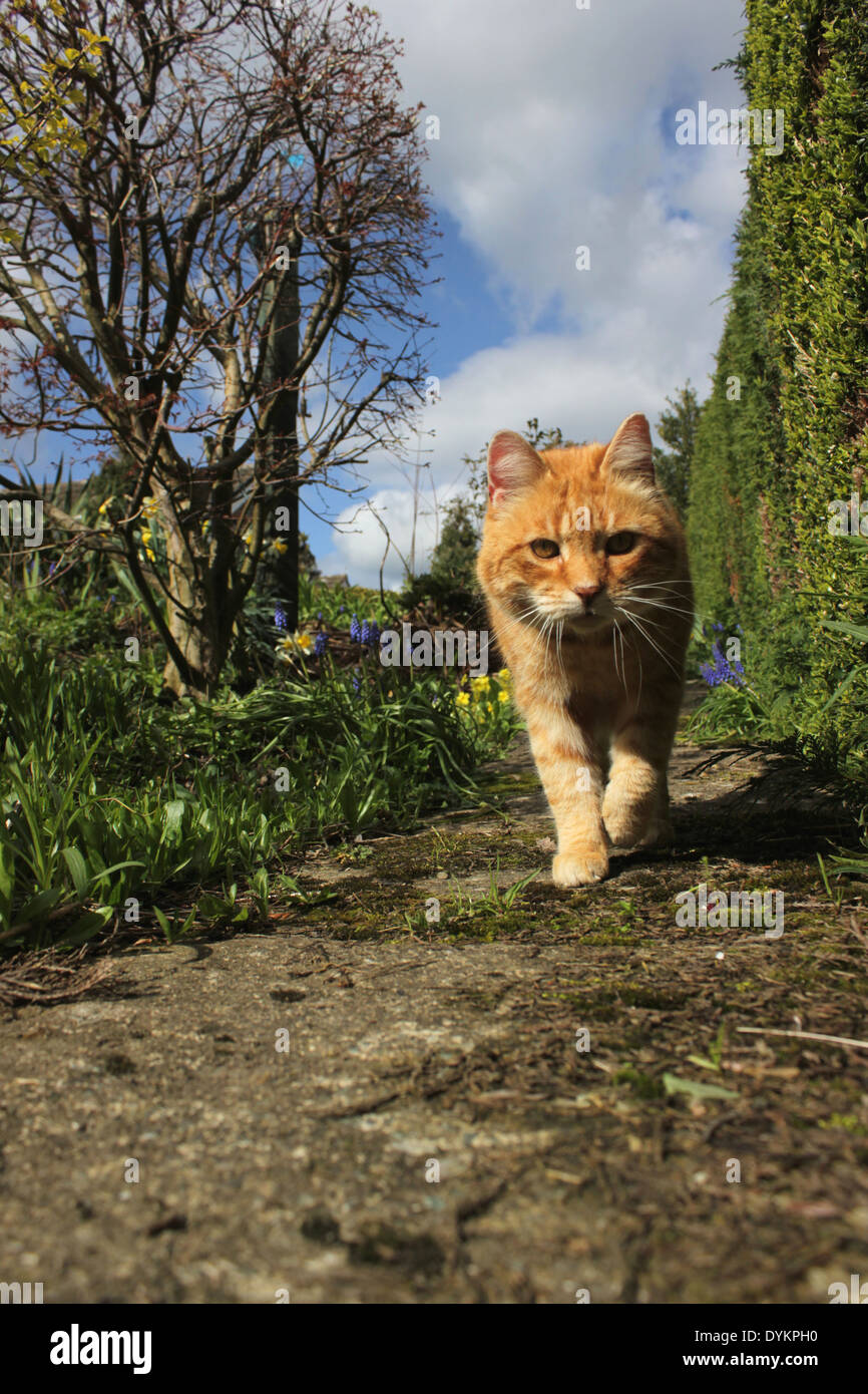Ginger cat walking on garden path Stock Photo - Alamy