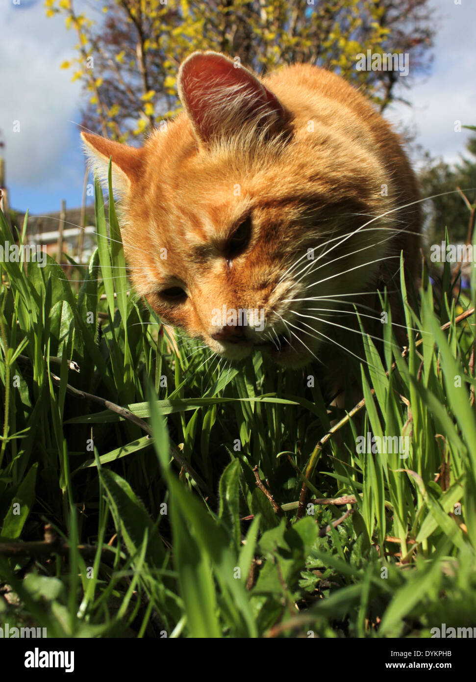 Ginger cat eating grass in garden Stock Photo - Alamy