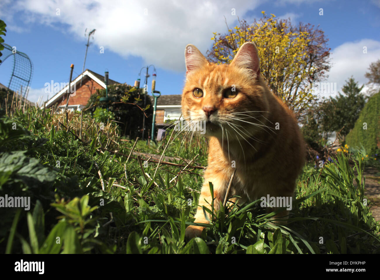 Cat hunting garden hi-res stock photography and images - Alamy