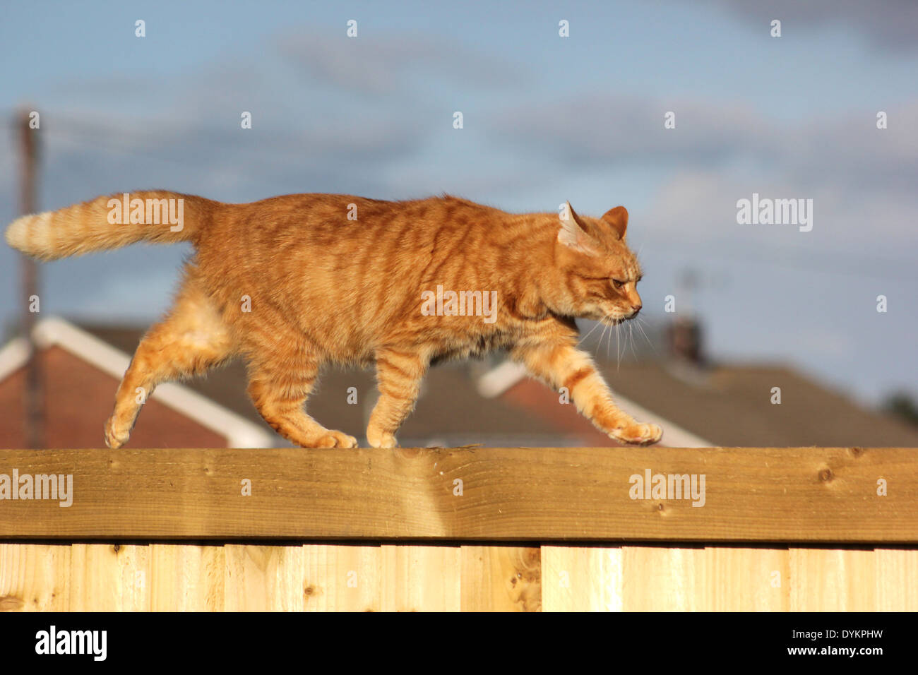 Ginger cat running along garden fence Stock Photo - Alamy