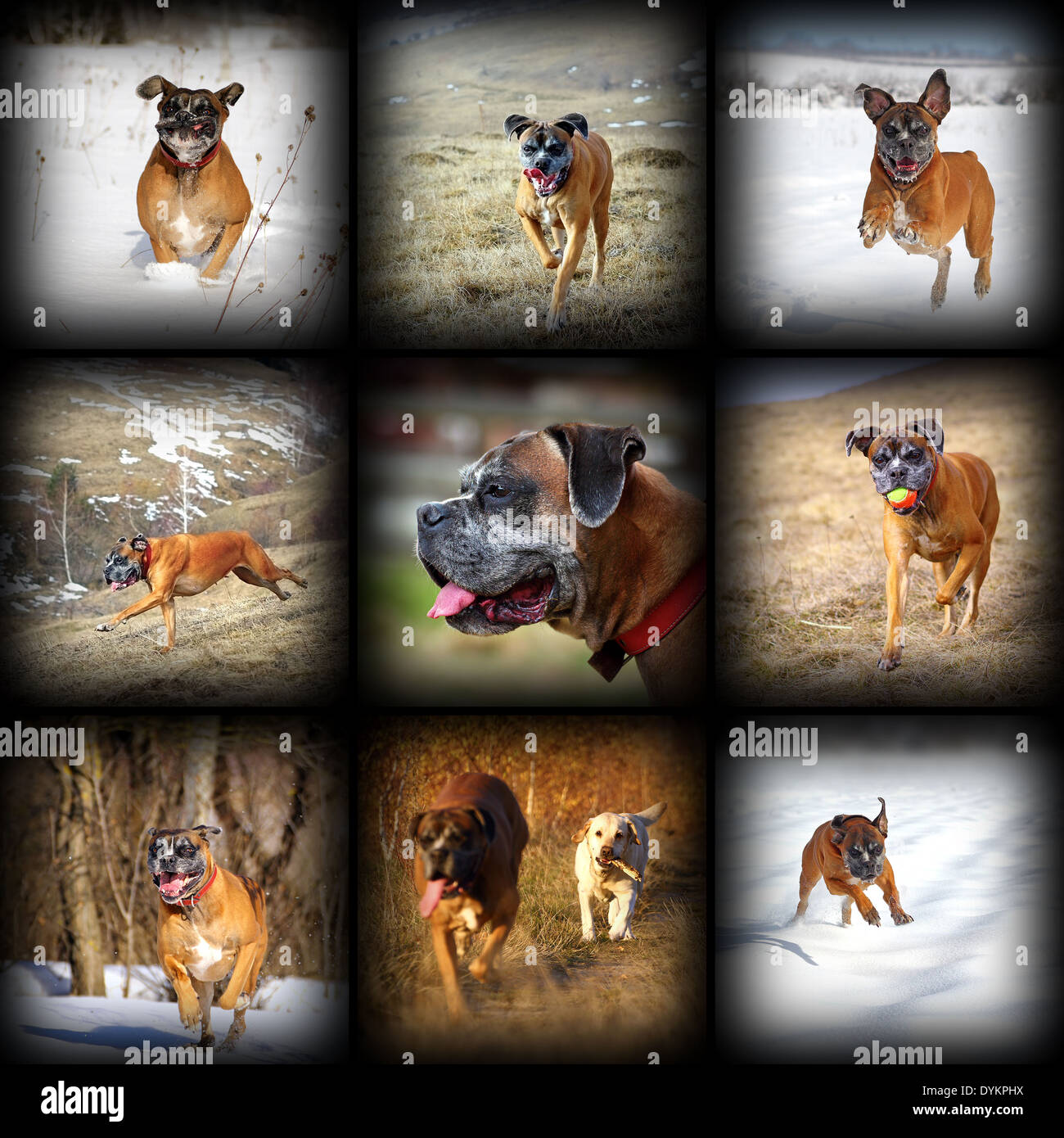 happy boxer breed, large collection of images in different seasons ...