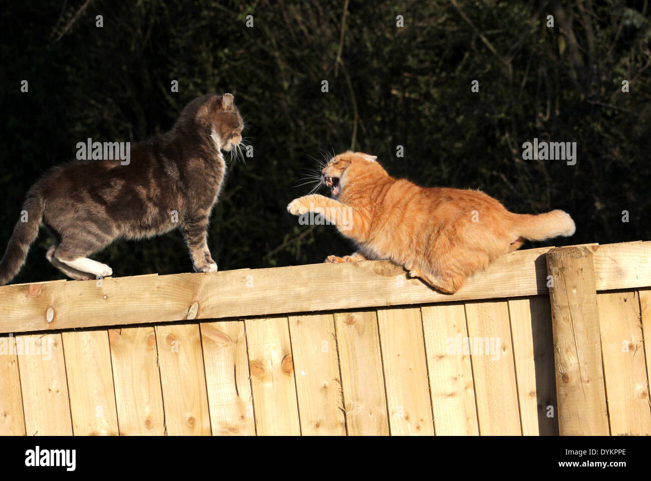 Tabby and ginger cats fighting on garden fence Stock Photo - Alamy