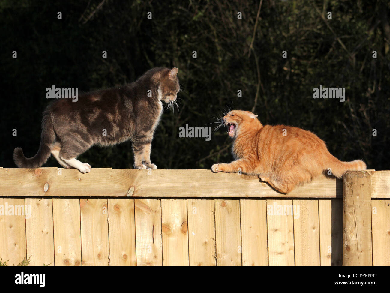 Tabby and ginger cats fighting on garden fence Stock Photo - Alamy