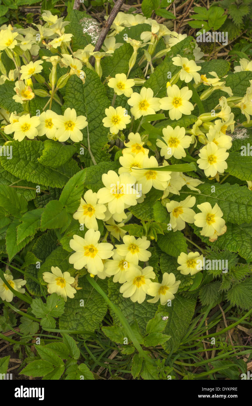 An early spring flower of woods and hedgerows Stock Photo - Alamy