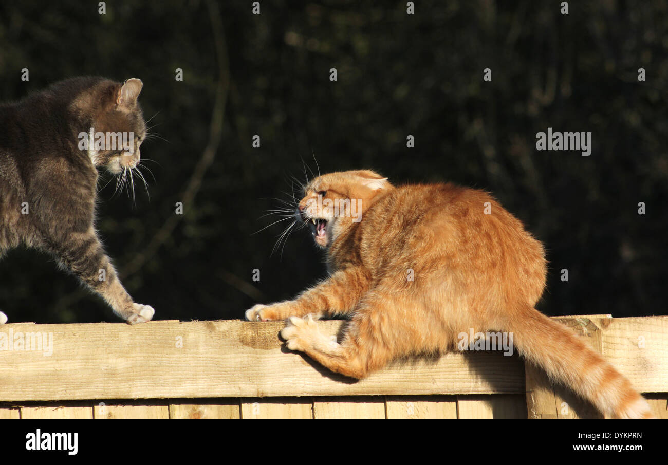 Tabby and ginger cats fighting on garden fence Stock Photo - Alamy