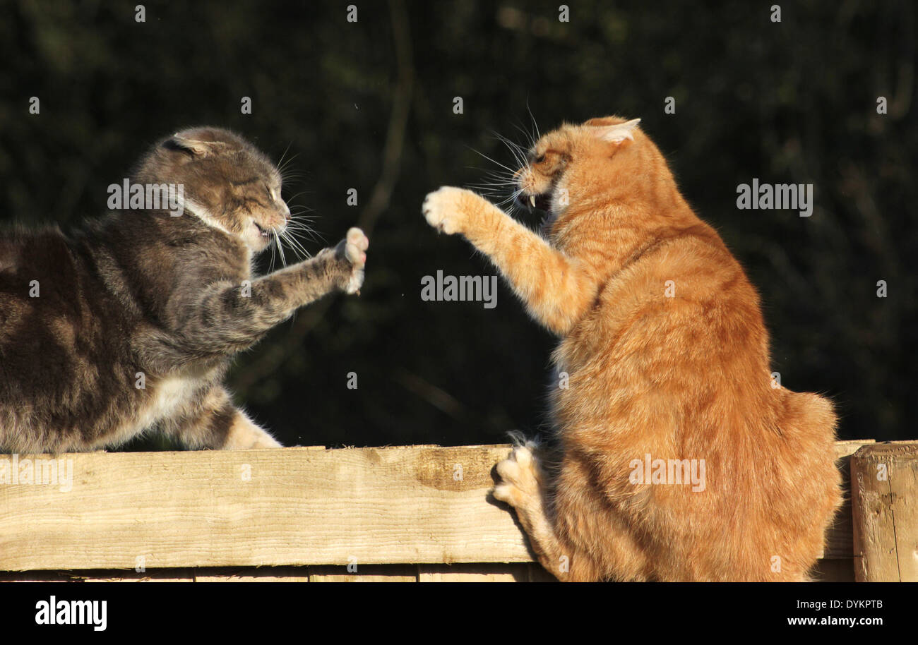Tabby and ginger cats fighting on garden fence Stock Photo - Alamy