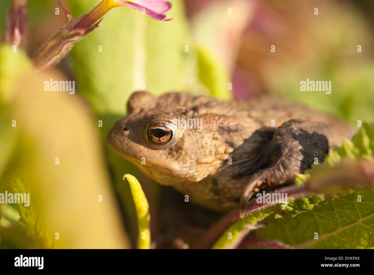 Adult common toad hunting for bugs and prey at ground level amongst ...