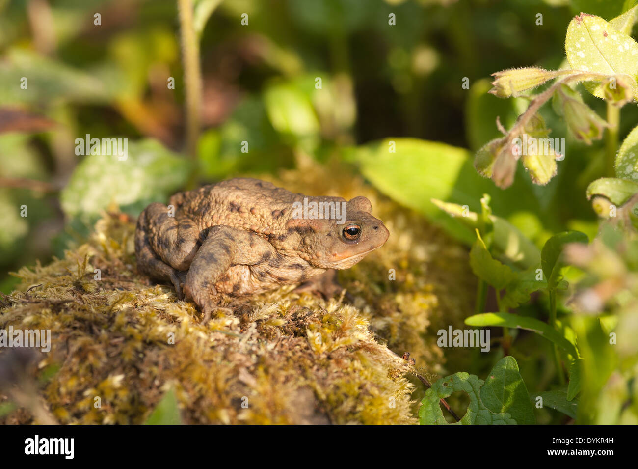 Adult common toad hunting for bugs and prey at ground level amongst ...