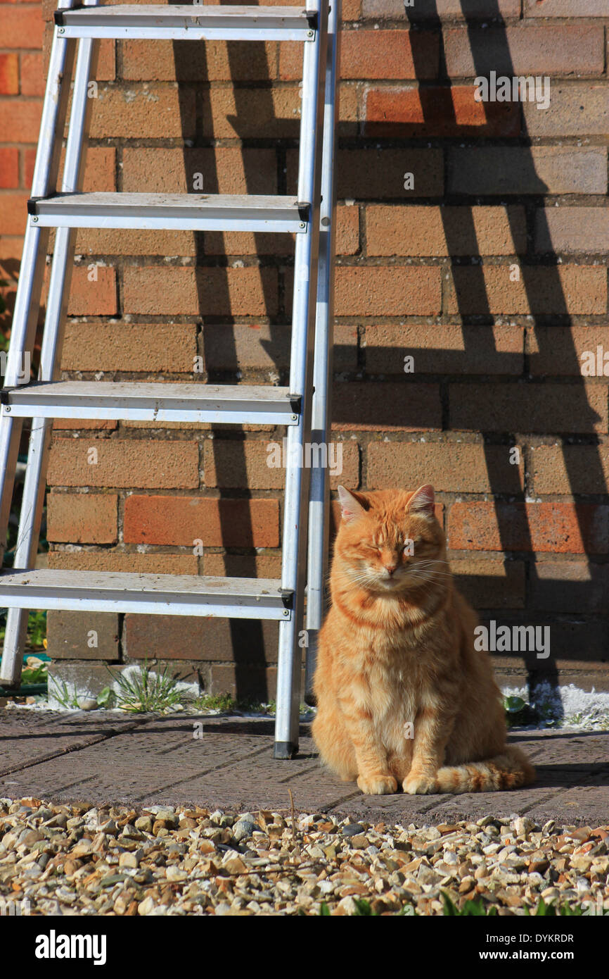 Step ladder hi-res stock photography and images - Alamy