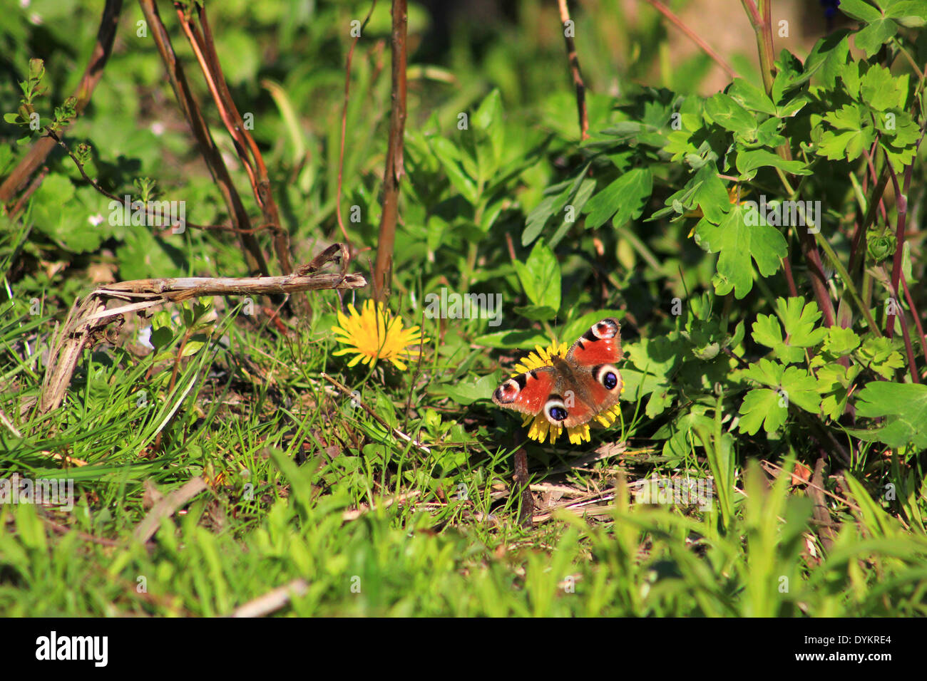 Peacock butterfly on dandelion Stock Photo - Alamy