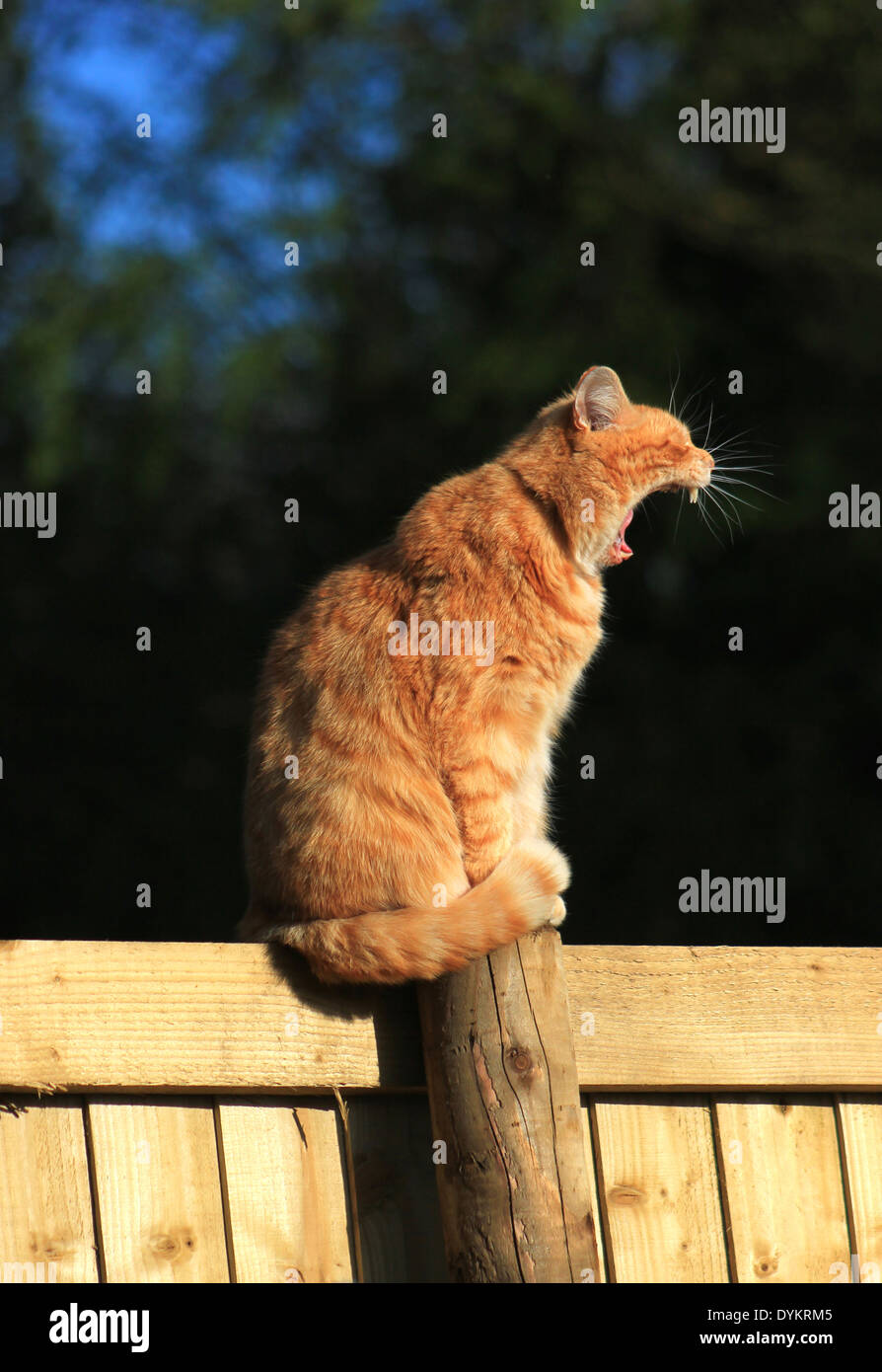Ginger cat howling on garden fence Stock Photo - Alamy