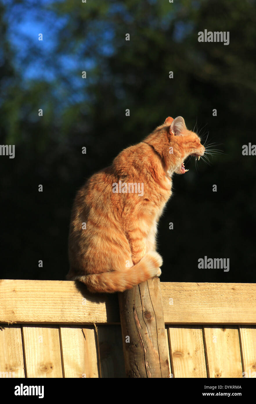 Ginger cat howling on garden fence Stock Photo - Alamy