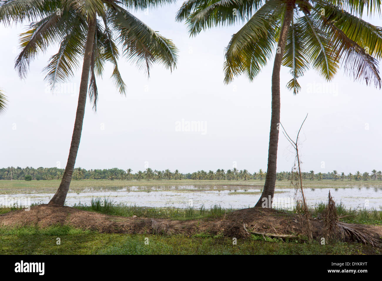 A peaceful and secluded waterway in the backwaters of Kerala in India ...