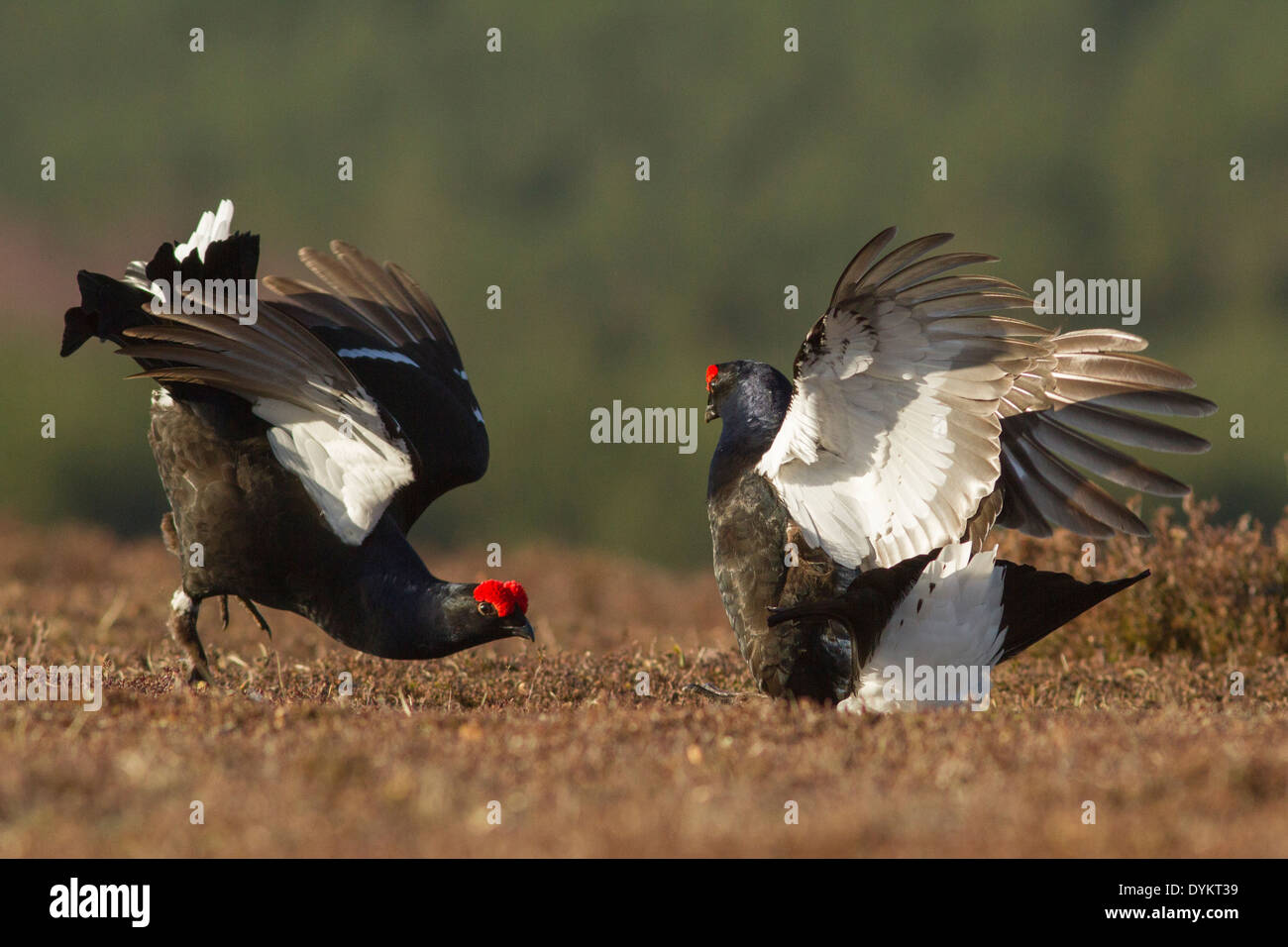 Black grouse (Tetrao tetrix) males displaying at lek site ...
