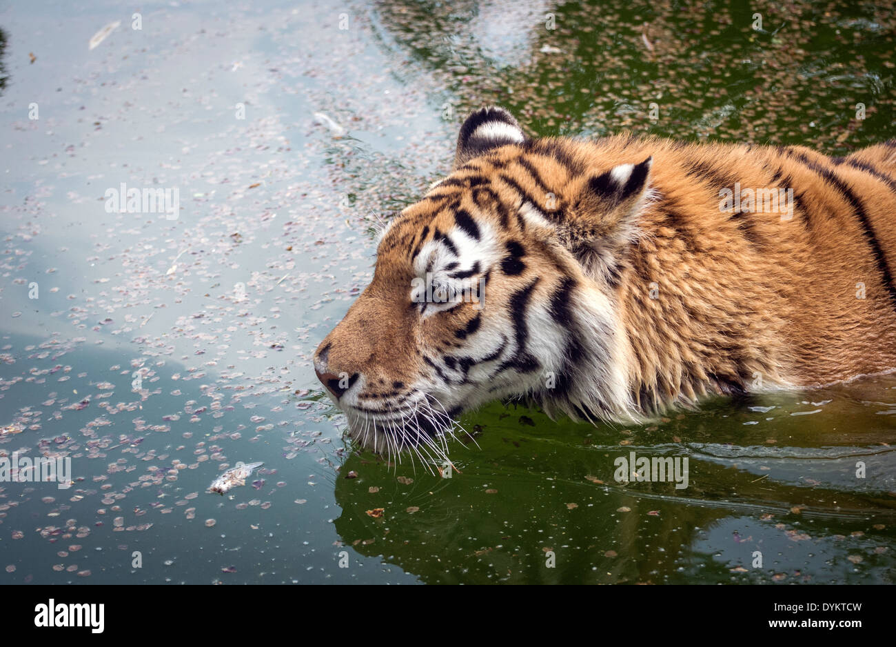 Female Amur (Siberian) tiger taking a dip in a pool Stock Photo - Alamy