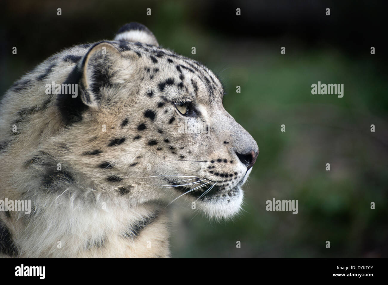 Female snow leopard against dark background (profile Stock Photo - Alamy
