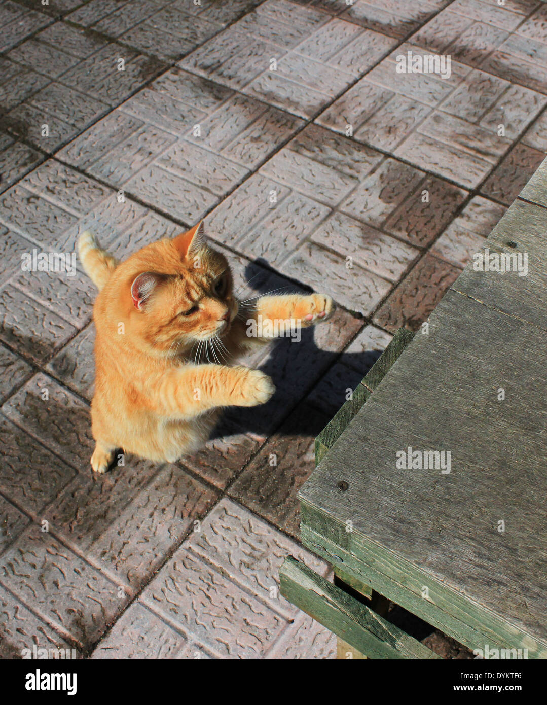 Garden cat jumping hi-res stock photography and images - Alamy