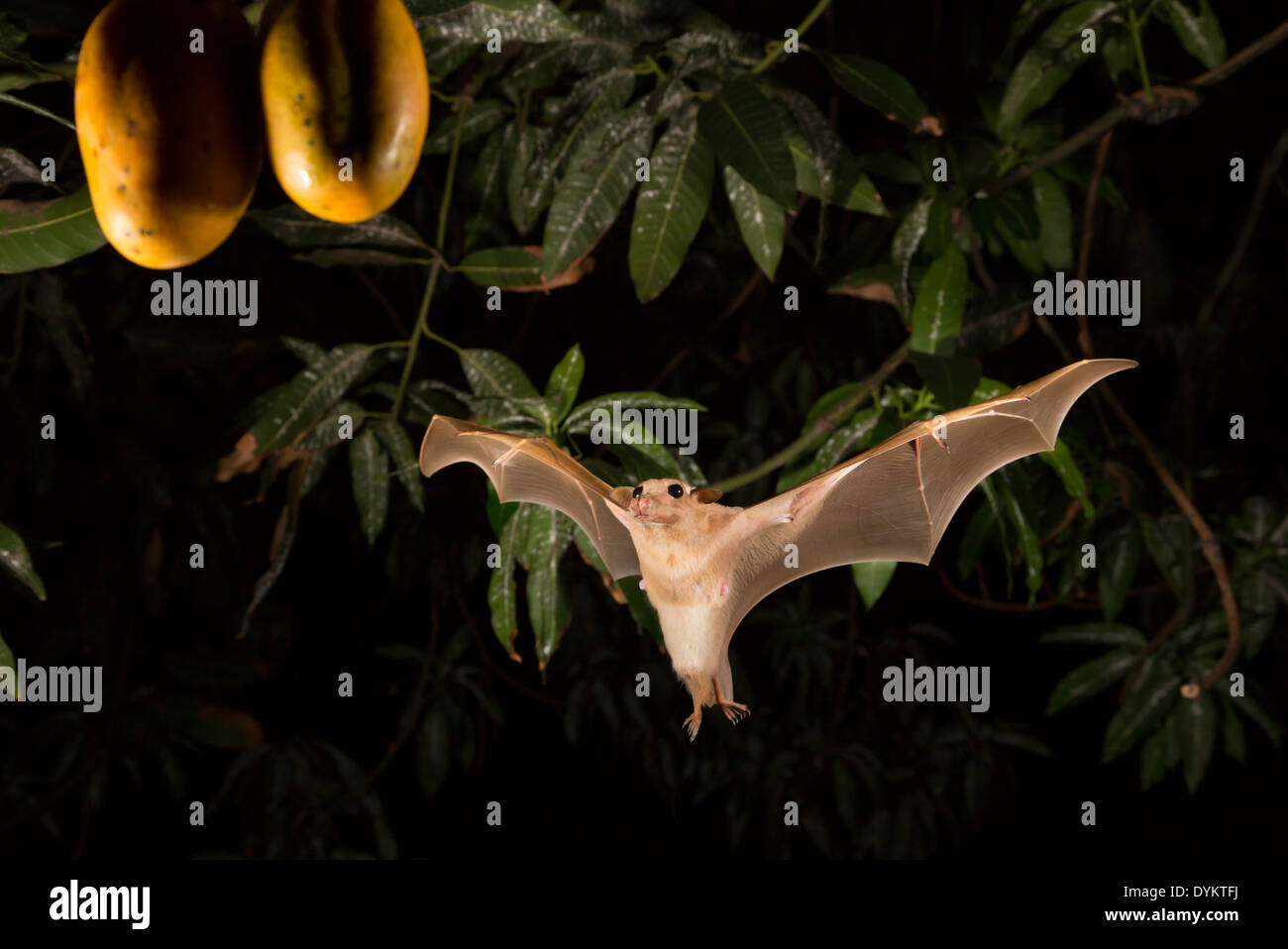 Gambian epauletted fruit bat (Epomophorus gambianus) foraging on mango ...
