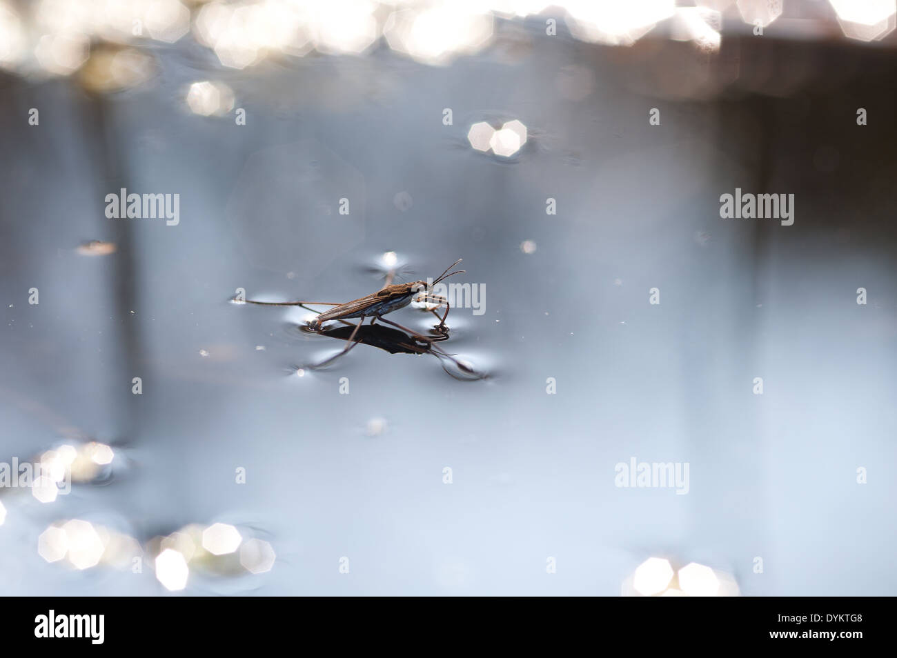 Greater pond skater strider waiting for prey on surface of pond wit ...
