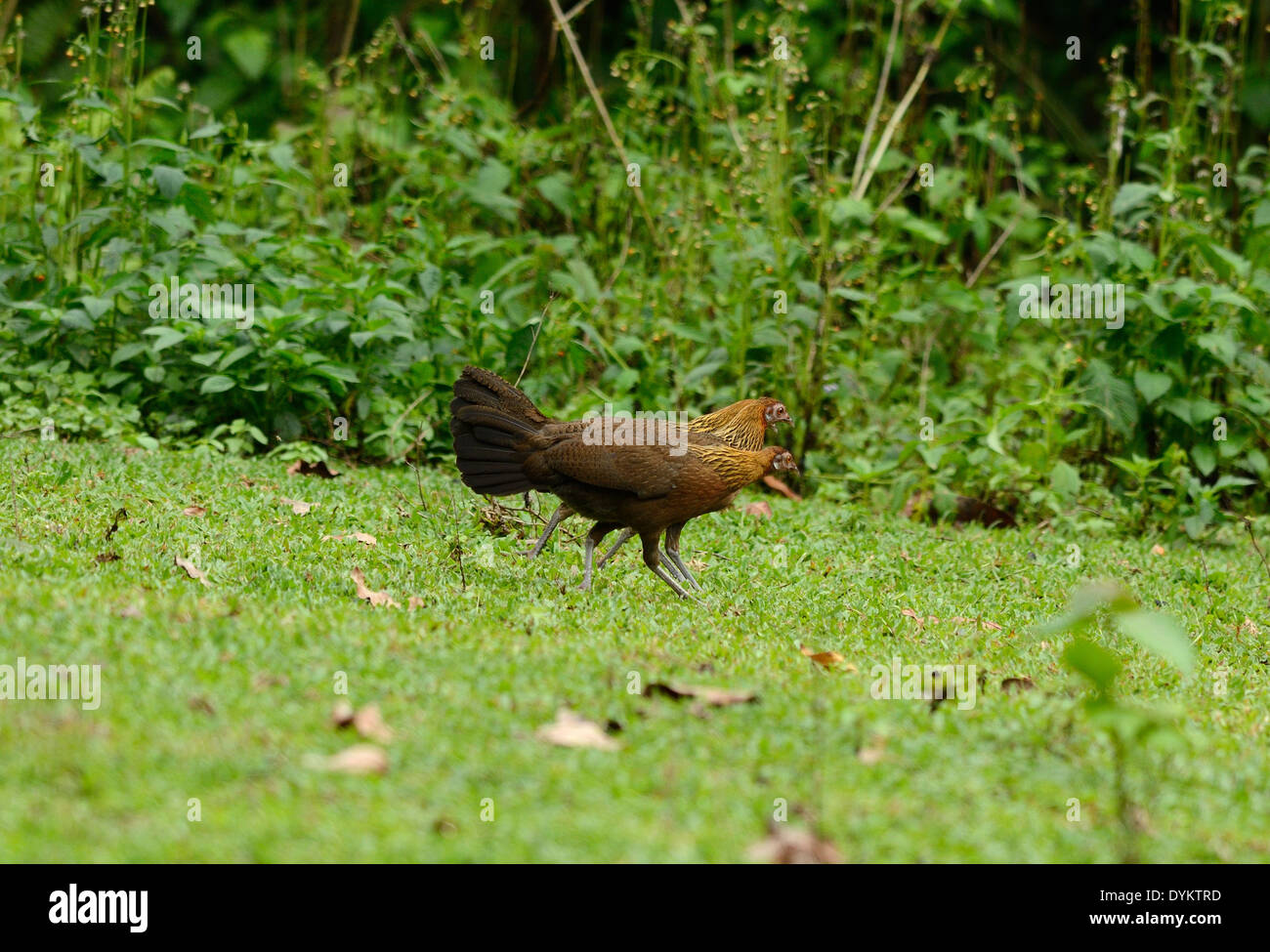 beautiful female Red Junglefowl (Gallus gallus) standing on ground ...