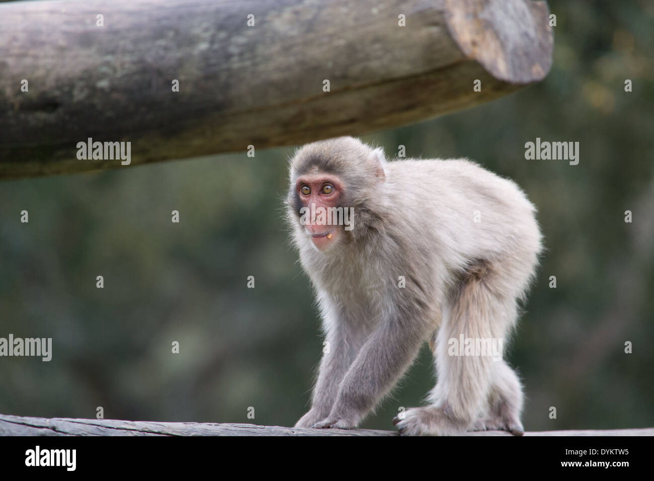 a monkey walking Stock Photo - Alamy