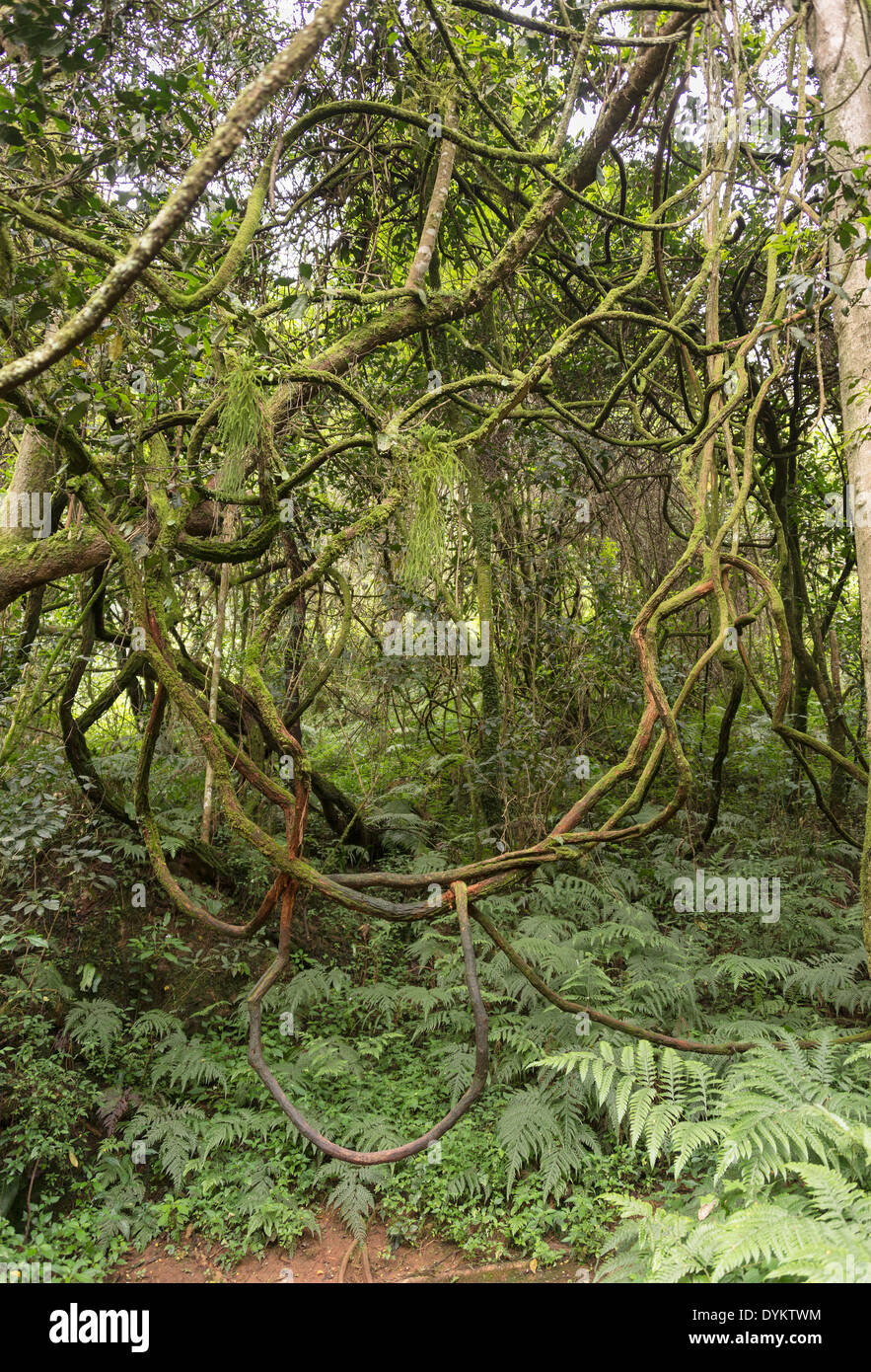 winding vine branch in tropical forest near Sabie south africa Stock ...