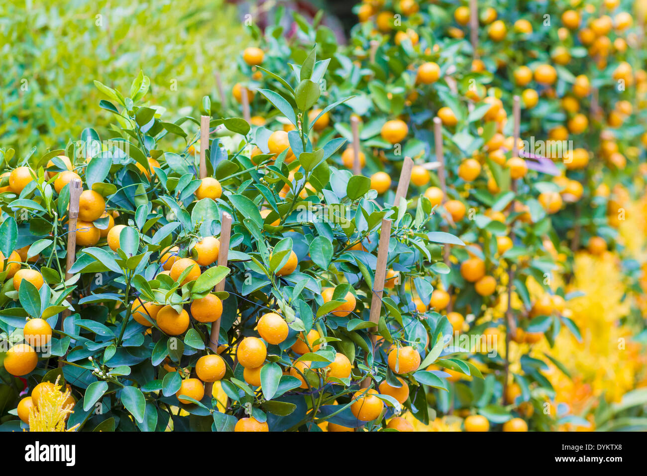 Mandarin orange garden hi-res stock photography and images - Alamy