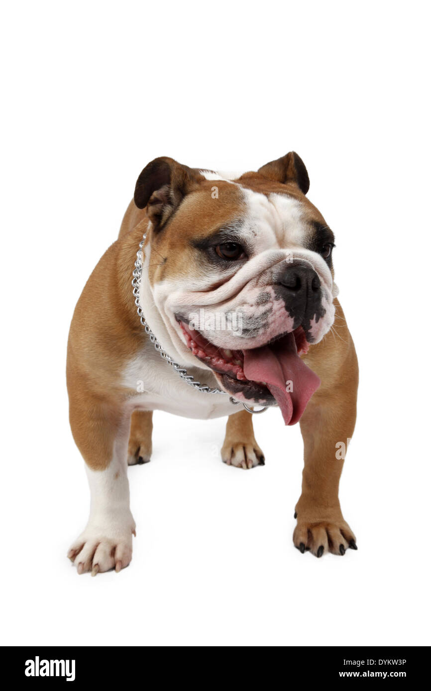Bulky dog hi-res stock photography and images - Alamy