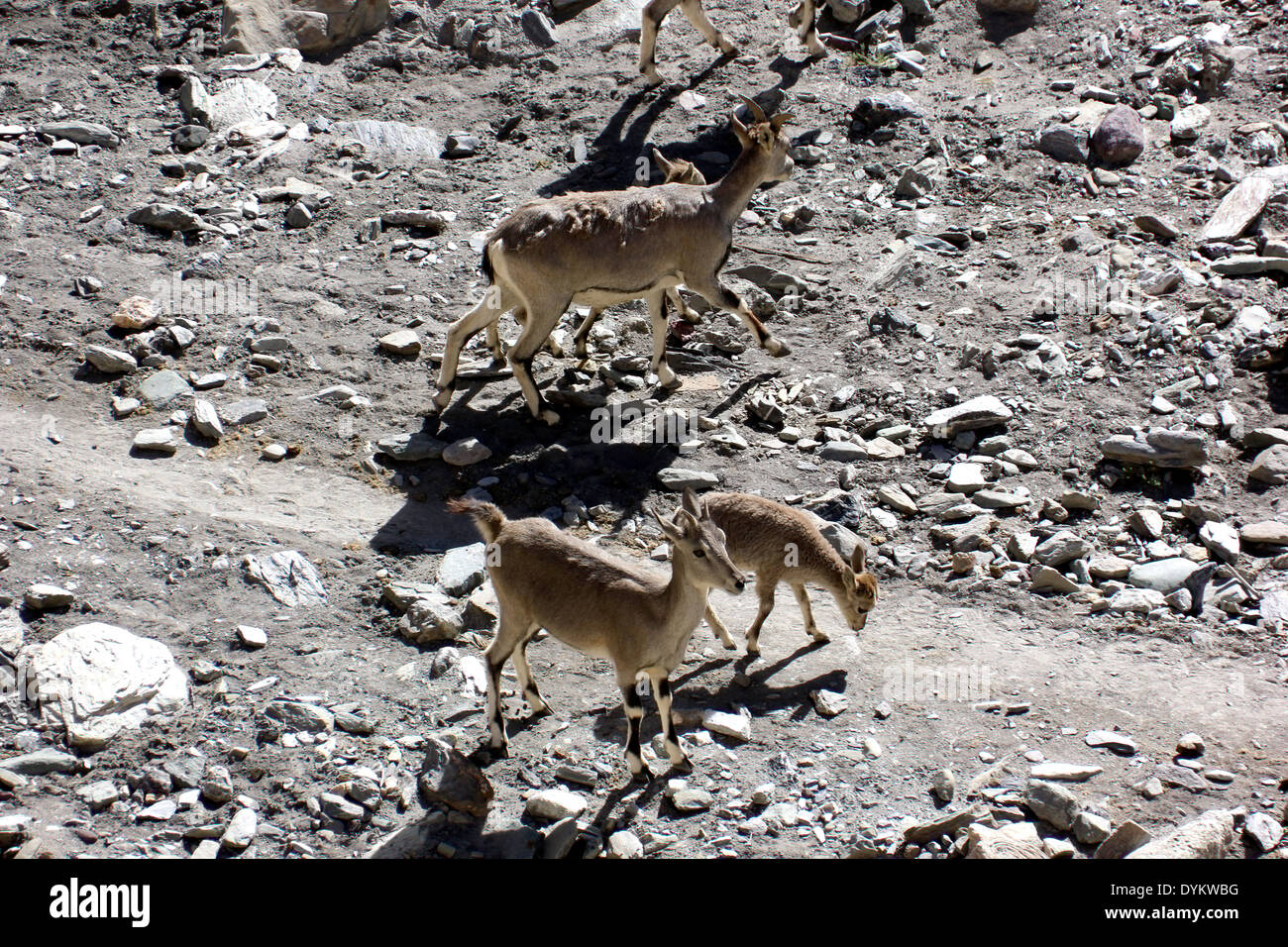 Bharal hi-res stock photography and images - Alamy