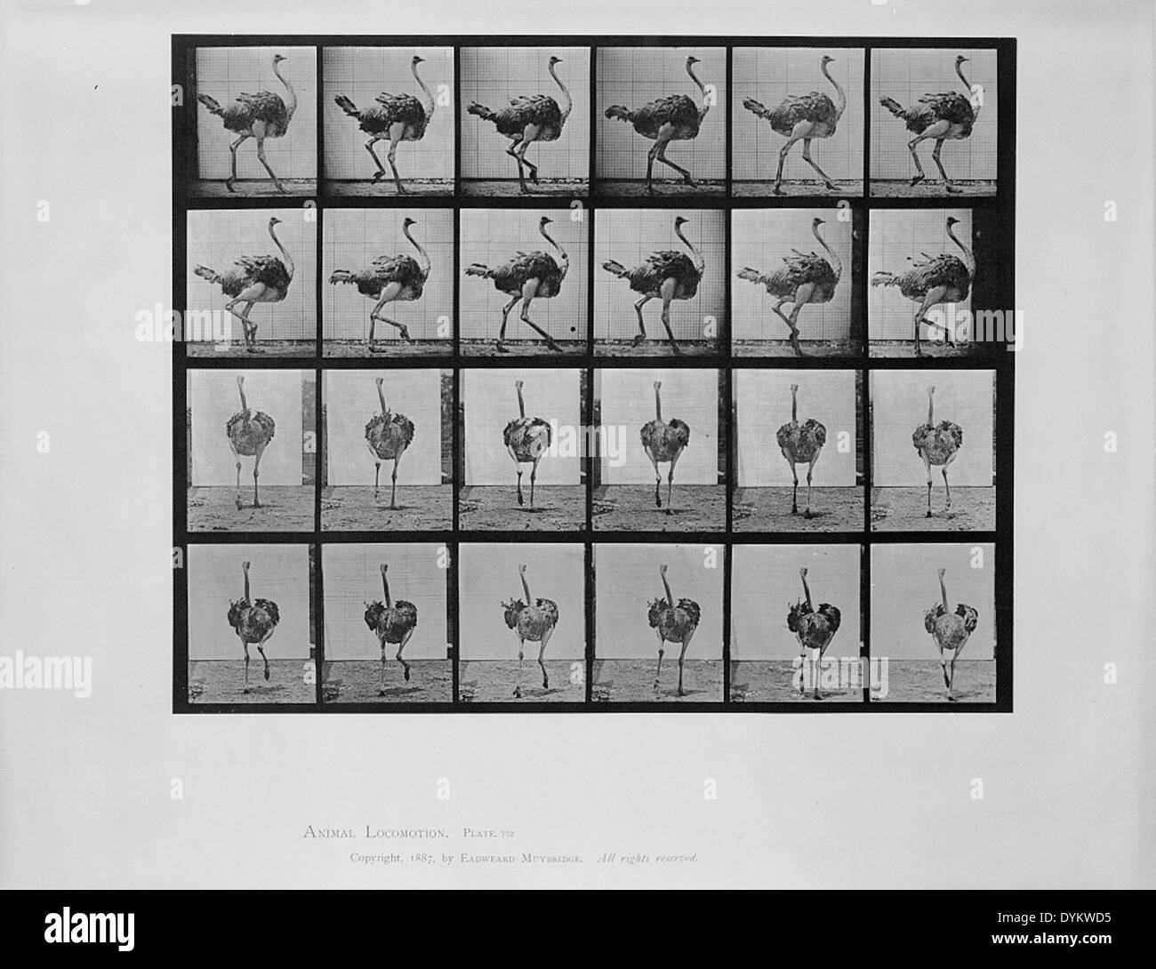 This series of photographs, known as 'Animal Locomotion,' captures ...